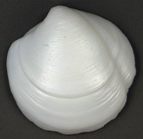 pennsylvania lucine (Lucina pensylvanica) · iNaturalist