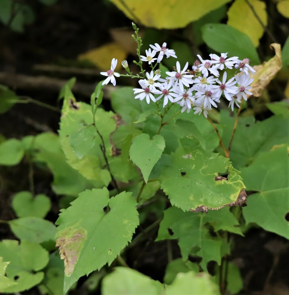 Blue wood aster store