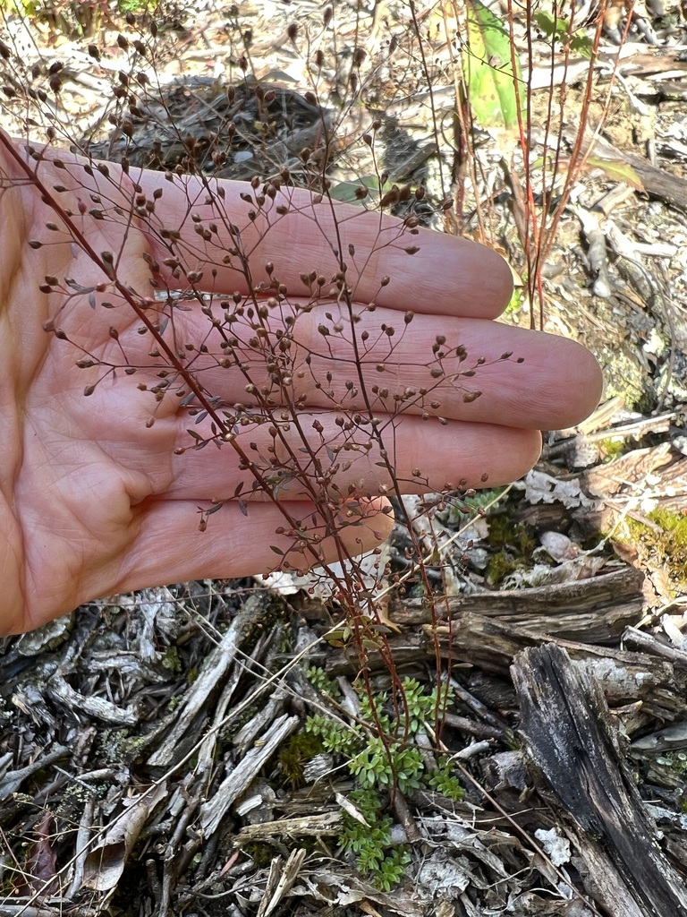 narrowleaf pinweed from Haywood County, NC, USA on October 3, 2022 at ...