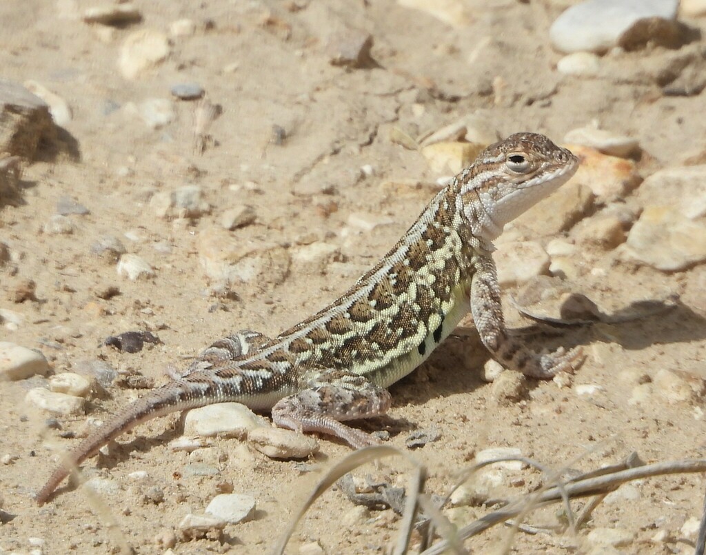 Western Earless Lizard from Vogel Canyon, Colorado 81050, USA on ...