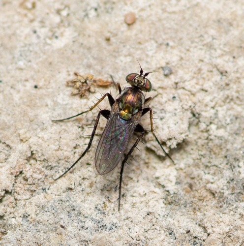 Genus Paraclius · iNaturalist