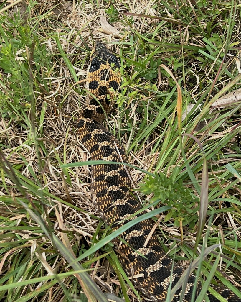 Eastern Hognose Snake in September 2022 by rbartgis · iNaturalist