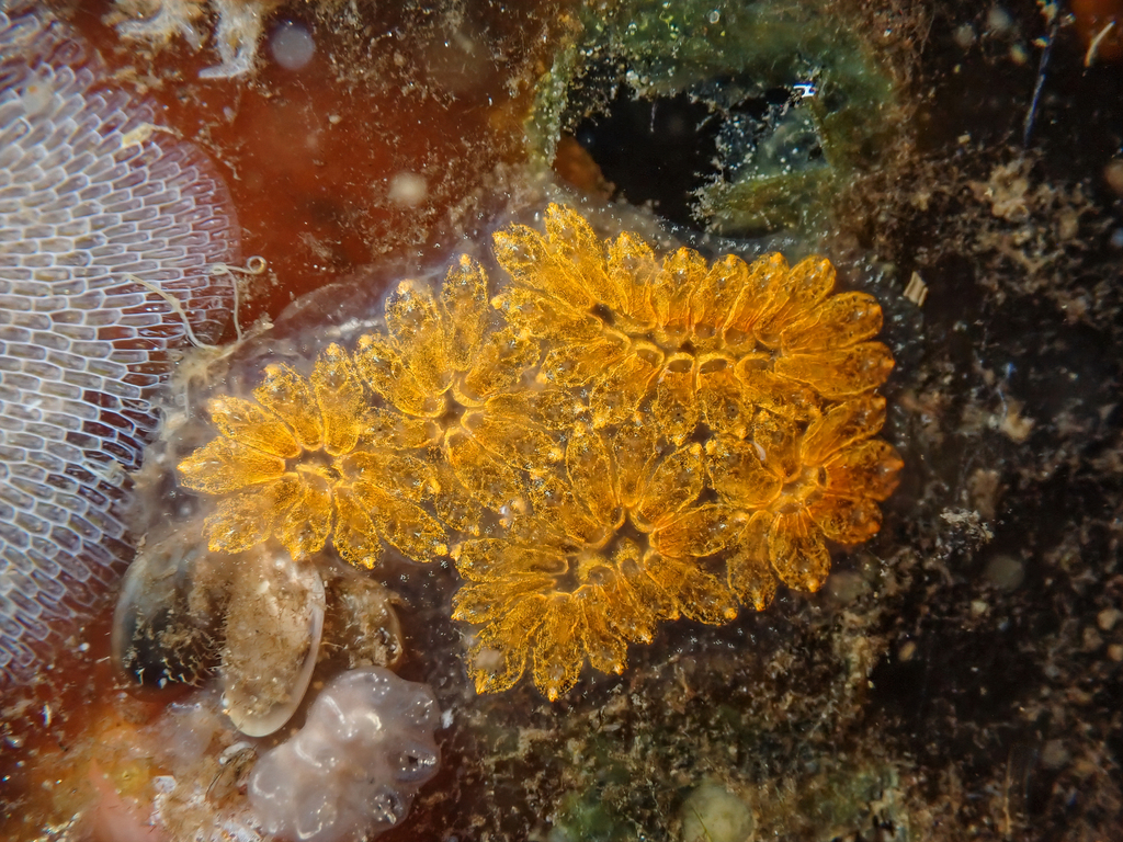 Star Tunicate from Elliott Bay, Seattle, WA, USA on October 3, 2022 at ...