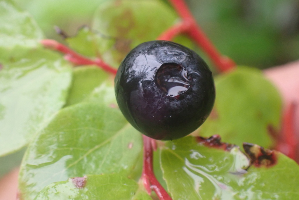 thinleaf huckleberry from Lady Douglas - Don Peninsula, Central Coast ...