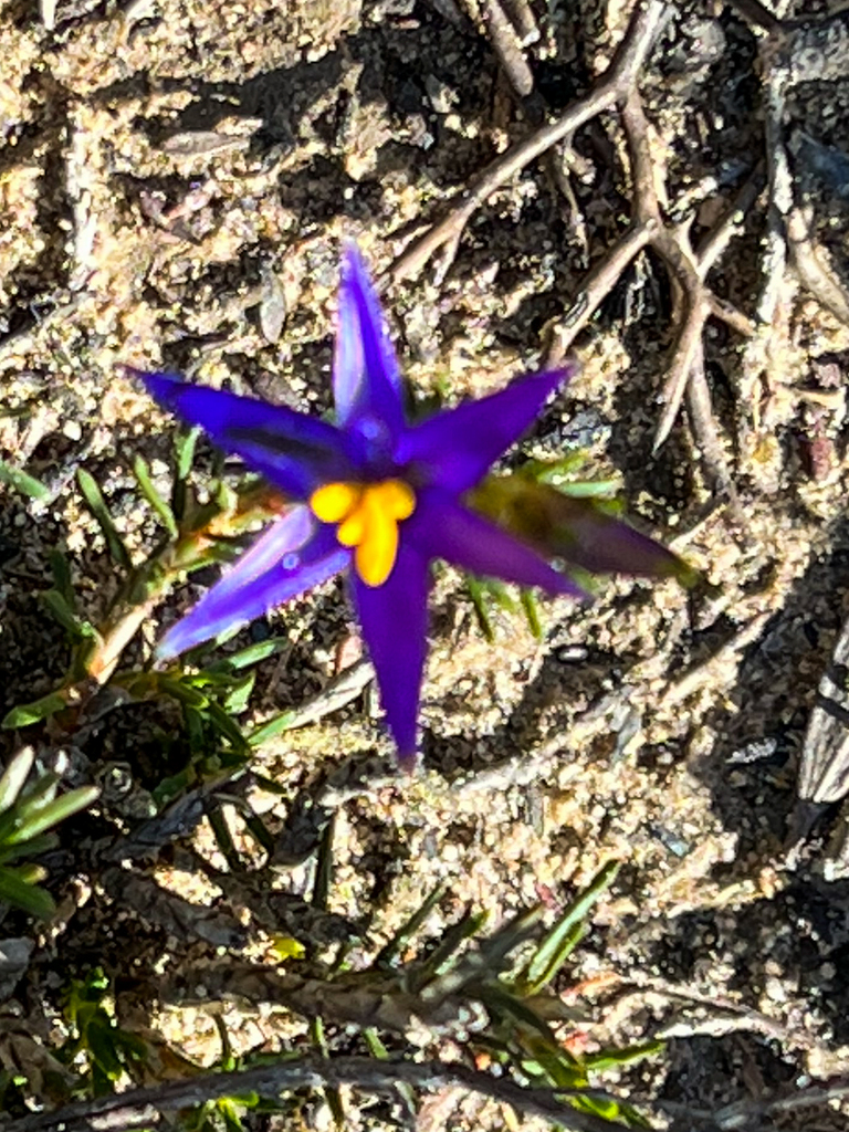 (Calectasia obtusa) - Botanical Realm