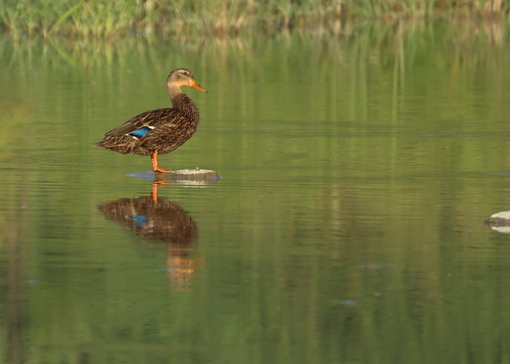 Mexican Duck from Sabinas Hidalgo, N.L., México on September 27, 2022 ...