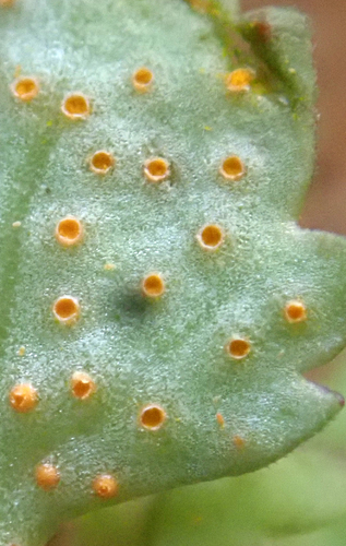 Aecidium disciforme · iNaturalist
