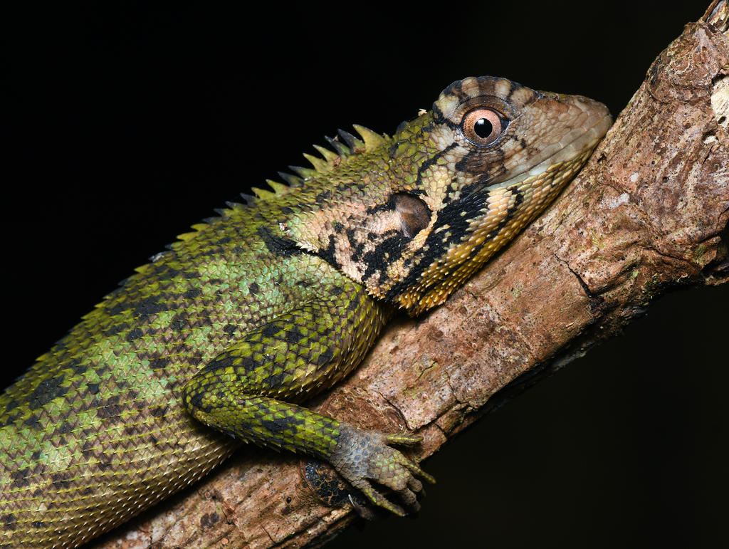 Blue-Lipped Tree Lizard from Manú Province, Peru on September 20, 2022 ...