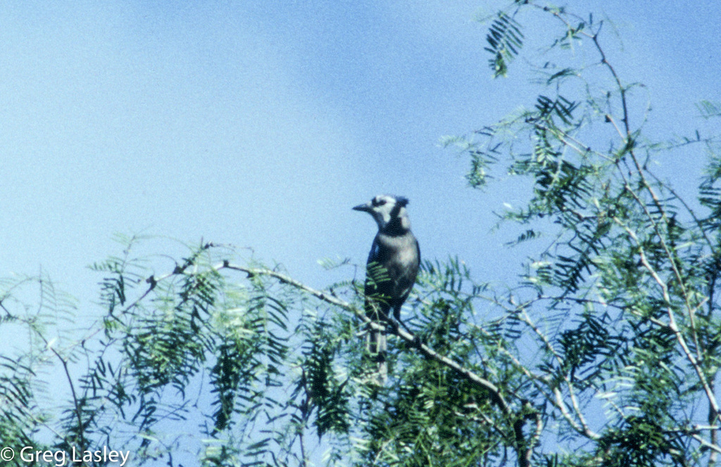 Blue Jay from Hidalgo County, TX, USA on October 29, 1984 by Greg ...
