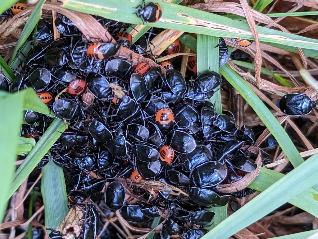White-margined Burrower Bug from Calais, VT, USA on September 27, 2022 ...