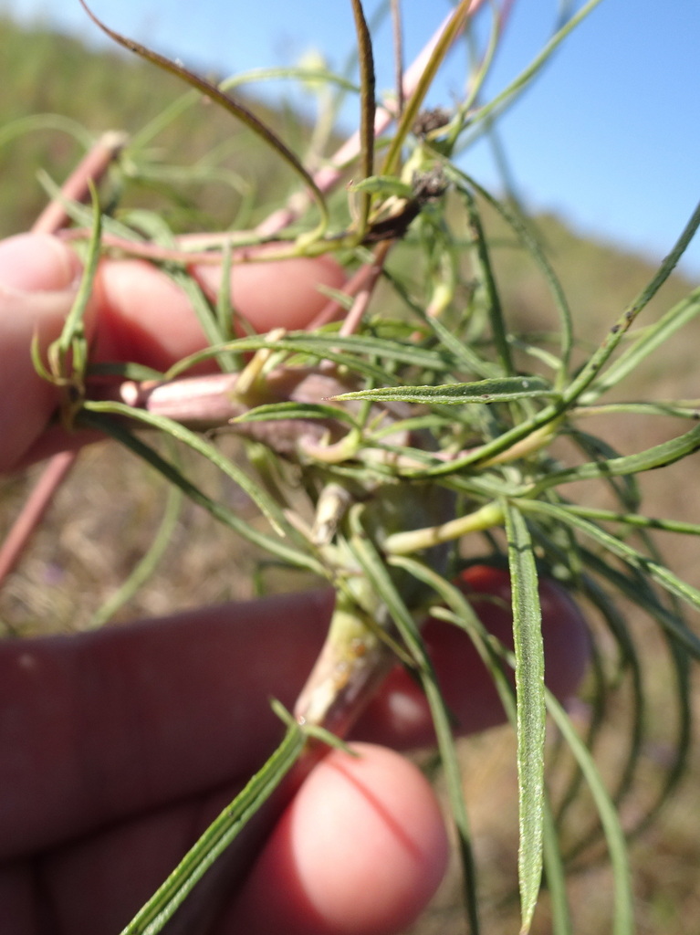 Gall and Forest Midges from Douglas, Kansas, United States on October 2 ...