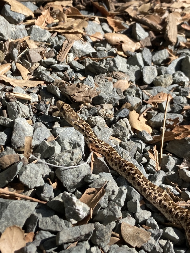 Pacific Gopher Snake from Lafayette Reservoir, Lafayette, CA, US on ...