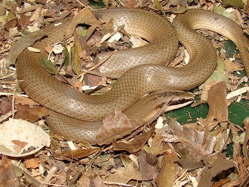 Road Guarder (Conophis lineatus) - Snakes and Lizards
