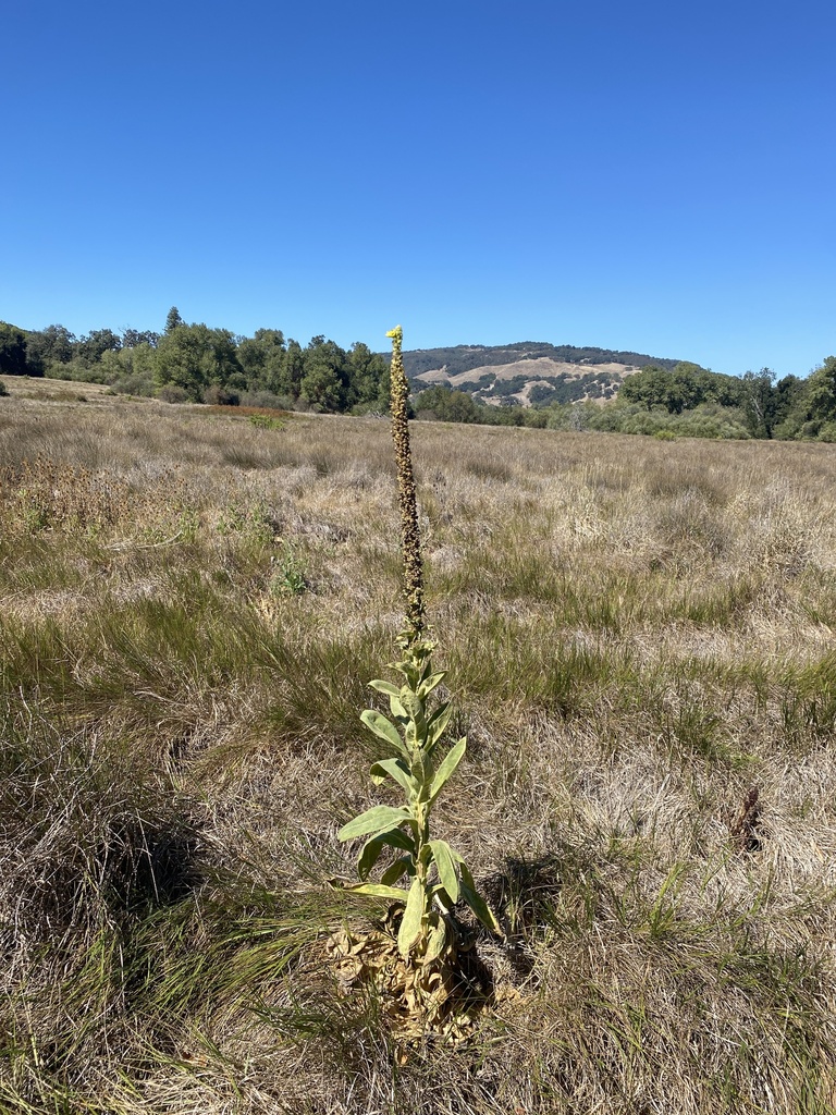 great mullein from Santa Lucia Preserve, Monterey County, US-CA, US on ...