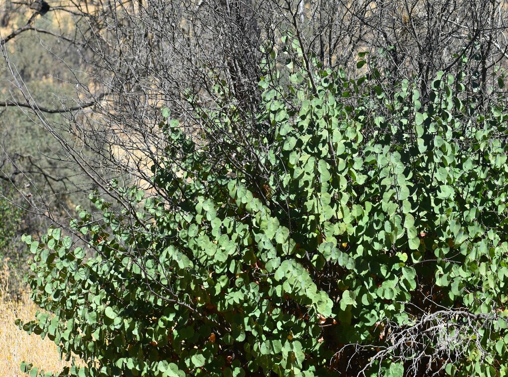 Western Redbud in September 2022 by Ken Mateik. post-fire regrowth ...