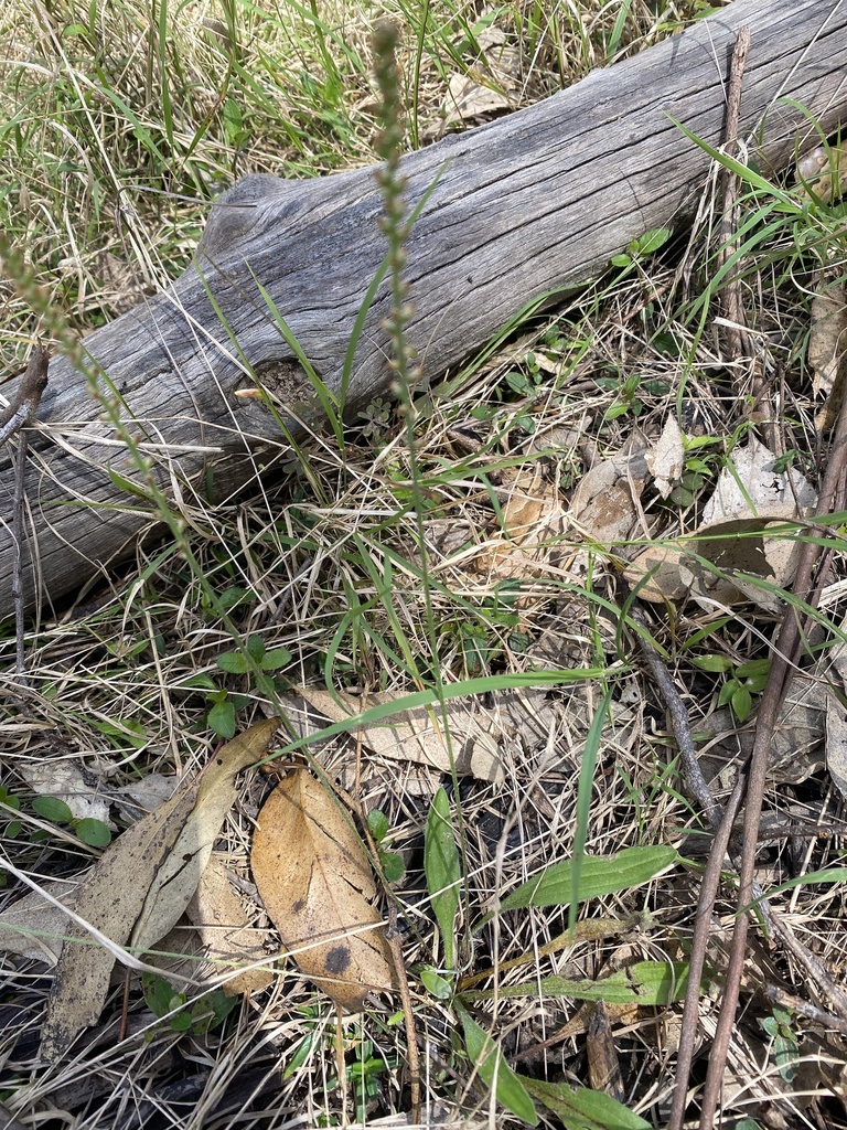 plantains from Mulgoa Nature Reserve, Mulgoa, NSW, AU on October 04 ...