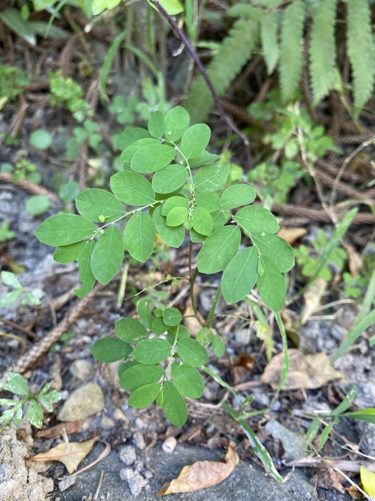 Mascarene Island leaf-flower from 祥雲街, 信義區, TW on October 4, 2022 at 01 ...