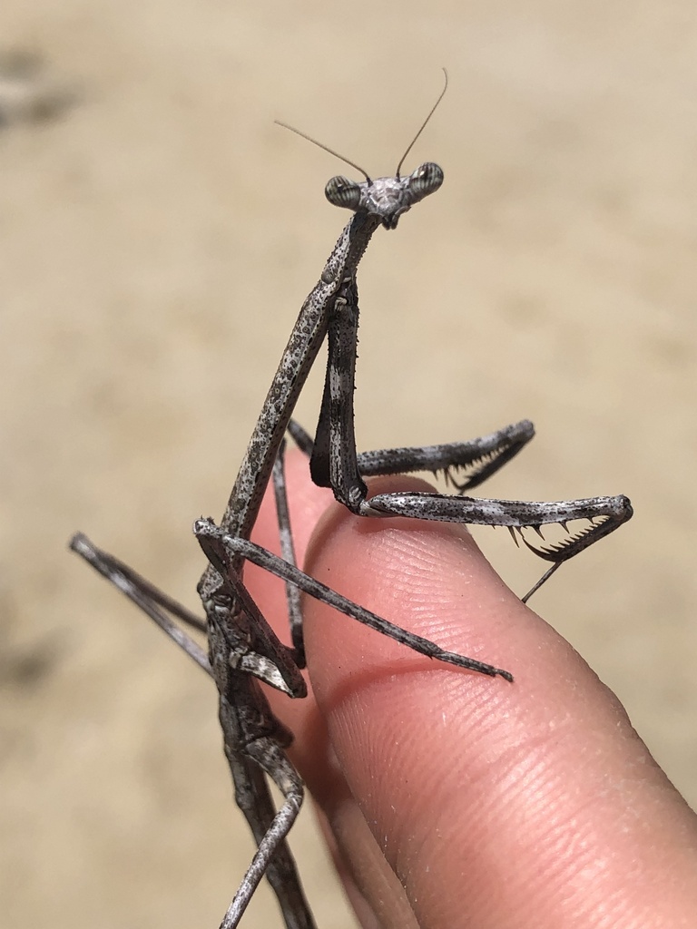 Austrovates variegata from Coventry Rd, Guthalungra, QLD, AU on October ...