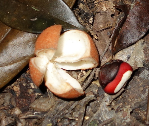 Yellow Mahogany (Dysoxylum parasiticum) · iNaturalist