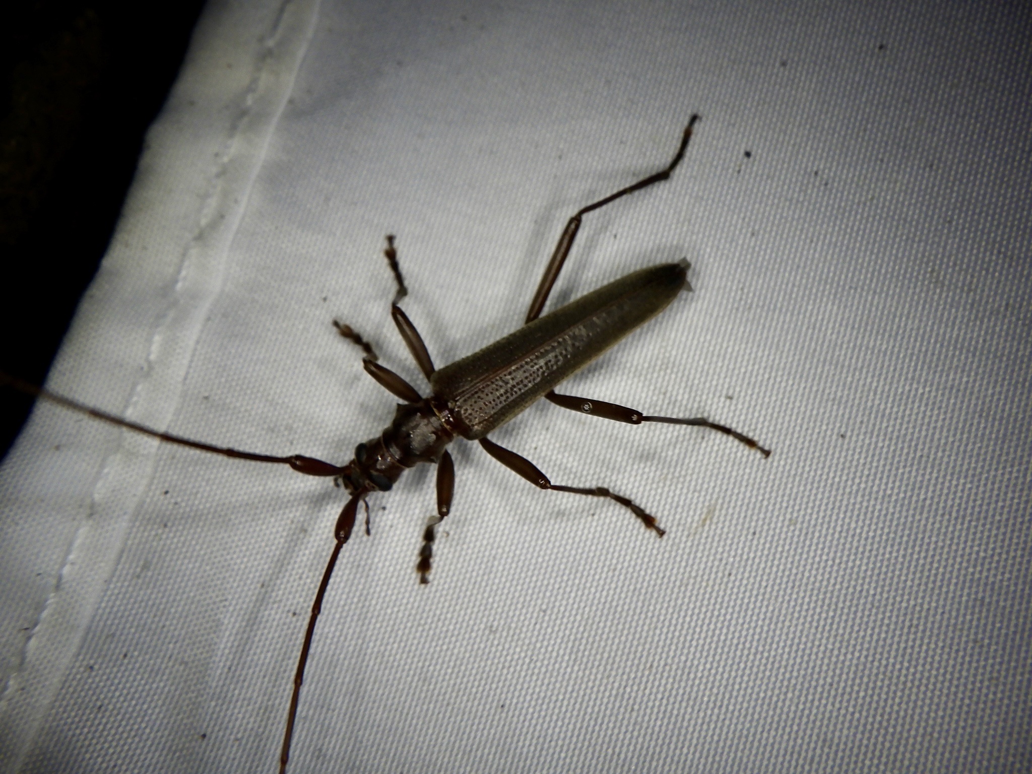 Distenia Lepeletier & Audinet-Serville, 1828