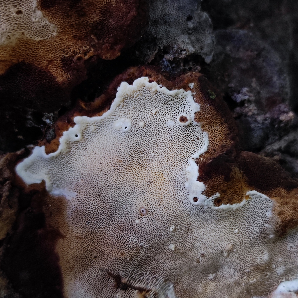 Conifer-base Polypore from Московская обл., Россия on October 4, 2022 ...
