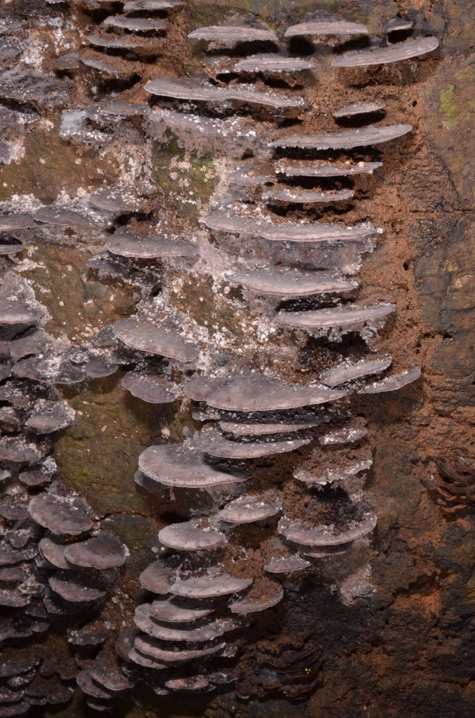 Nigroporus durus from Đăk Glong, Đăk Nông, Vietnam on October 4, 2022 ...