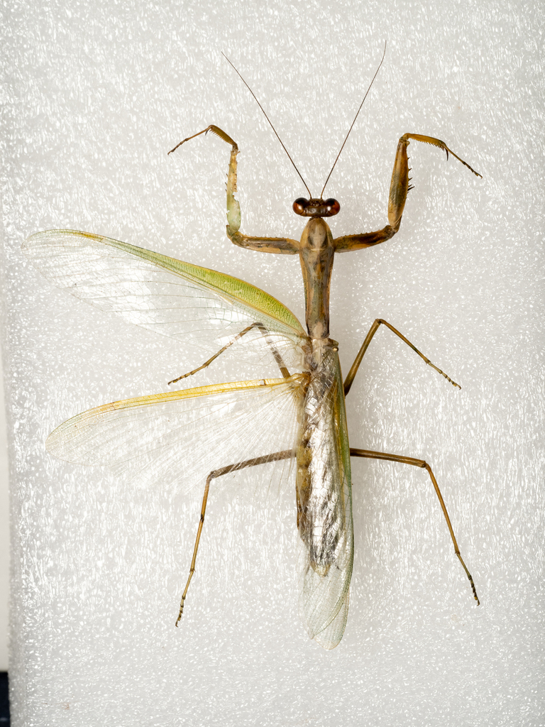 Giant Asian Mantises from 21 Lower Kent Ridge Rd, Singapore 119077 on ...