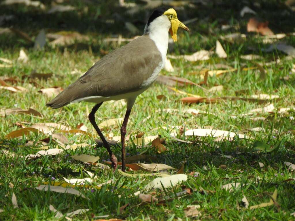 Northern Masked Lapwing from 47 Coolibah Dr, Kununurra WA 6743 ...