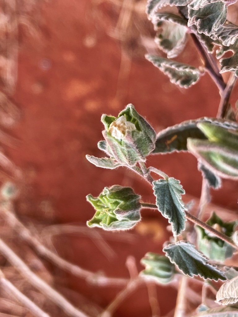 Abutilon cryptopetalum from Maralinga Tjarutja, South Australia ...