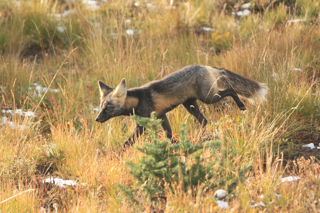 Cascade Red Fox (Vulpes vulpes cascadensis) - Know Your Mammals