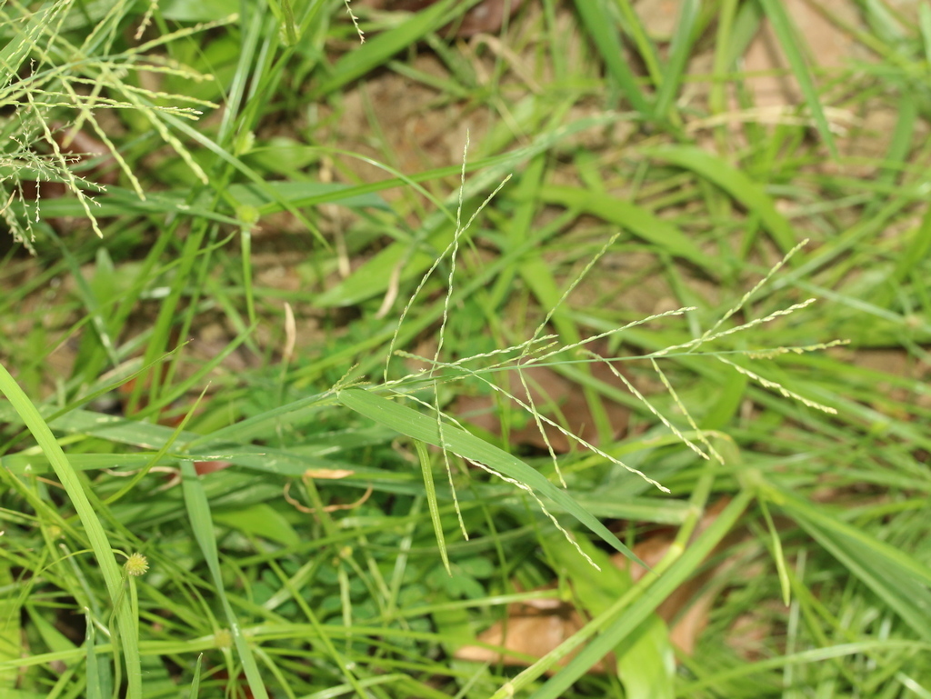 Chinese Sprangletop from 台灣台北 on October 04, 2022 at 11:32 AM by Lijin ...