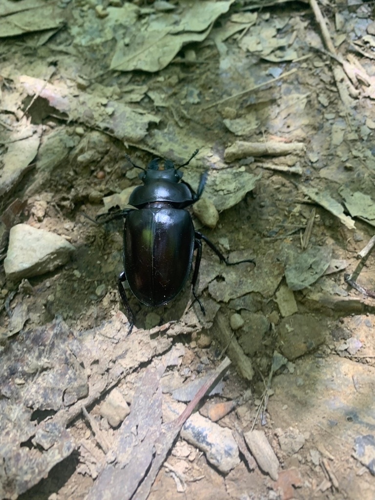 Neolucanus maximus vendli from 尖石鄉, TW on October 4, 2022 at 08:37 PM ...