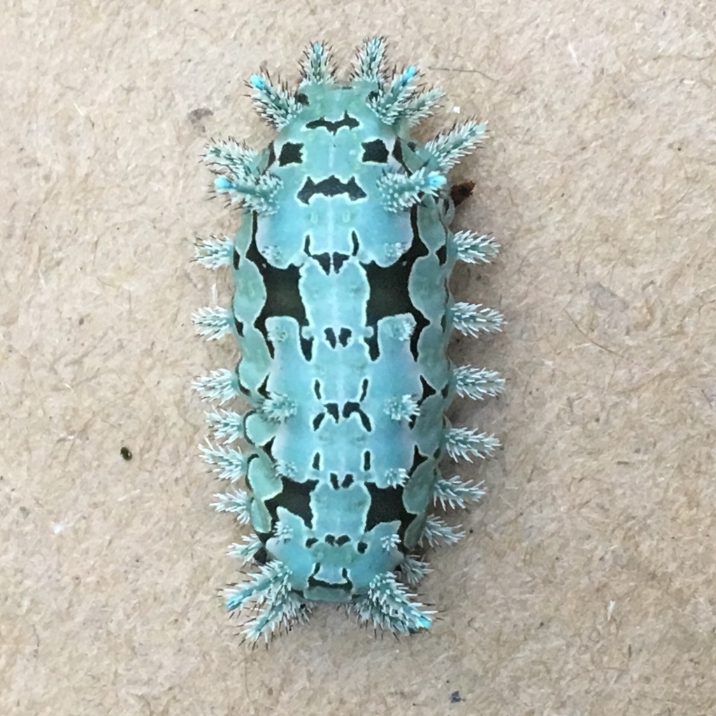 Spiny Oak-slug Moth from Pinery Provincial Park, Lambton Shores, ON, CA ...