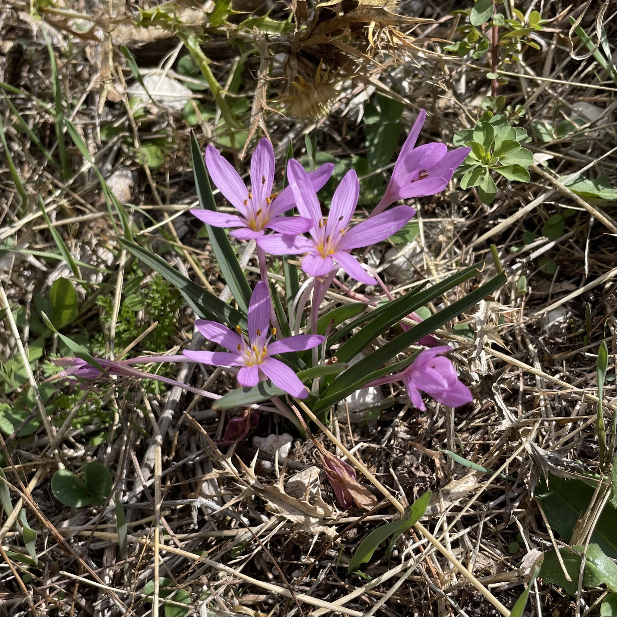 Colchicum cupanii Guss.