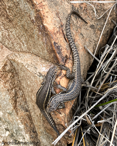 Dusky Smooth-throated Lizard (Liolaemus fuscus) - Snakes and Lizards