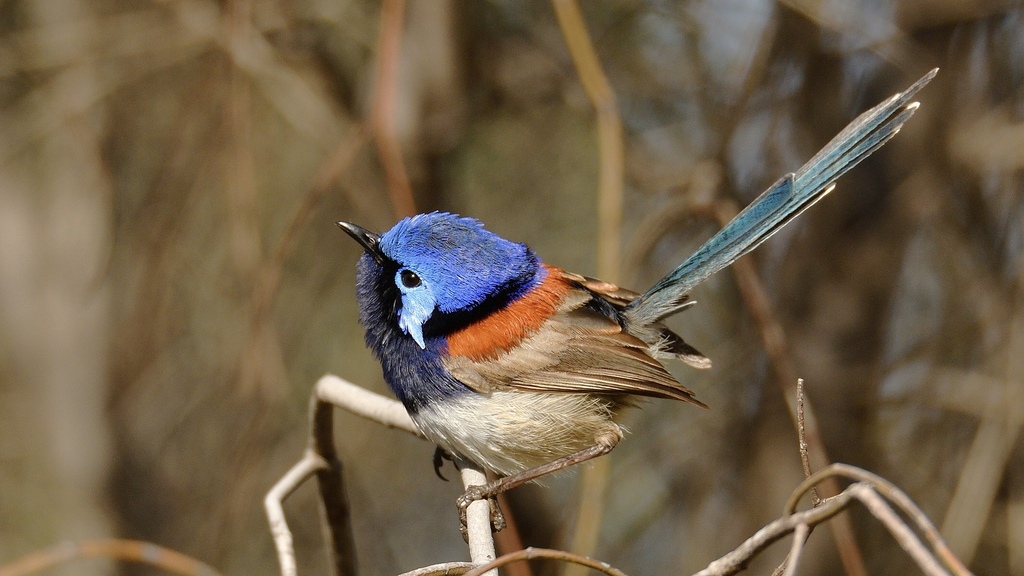 Blue-breasted Fairywren (Birds of the Avon River Western Australia ...