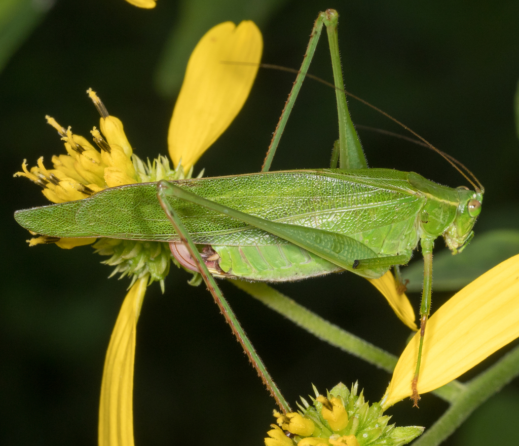 Fork-tailed Bush Katydid from Rock Creek Stream Valley Park, Rockville ...