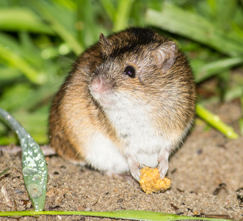 Striped Field Mouse (Apodemus agrarius) - Know Your Mammals
