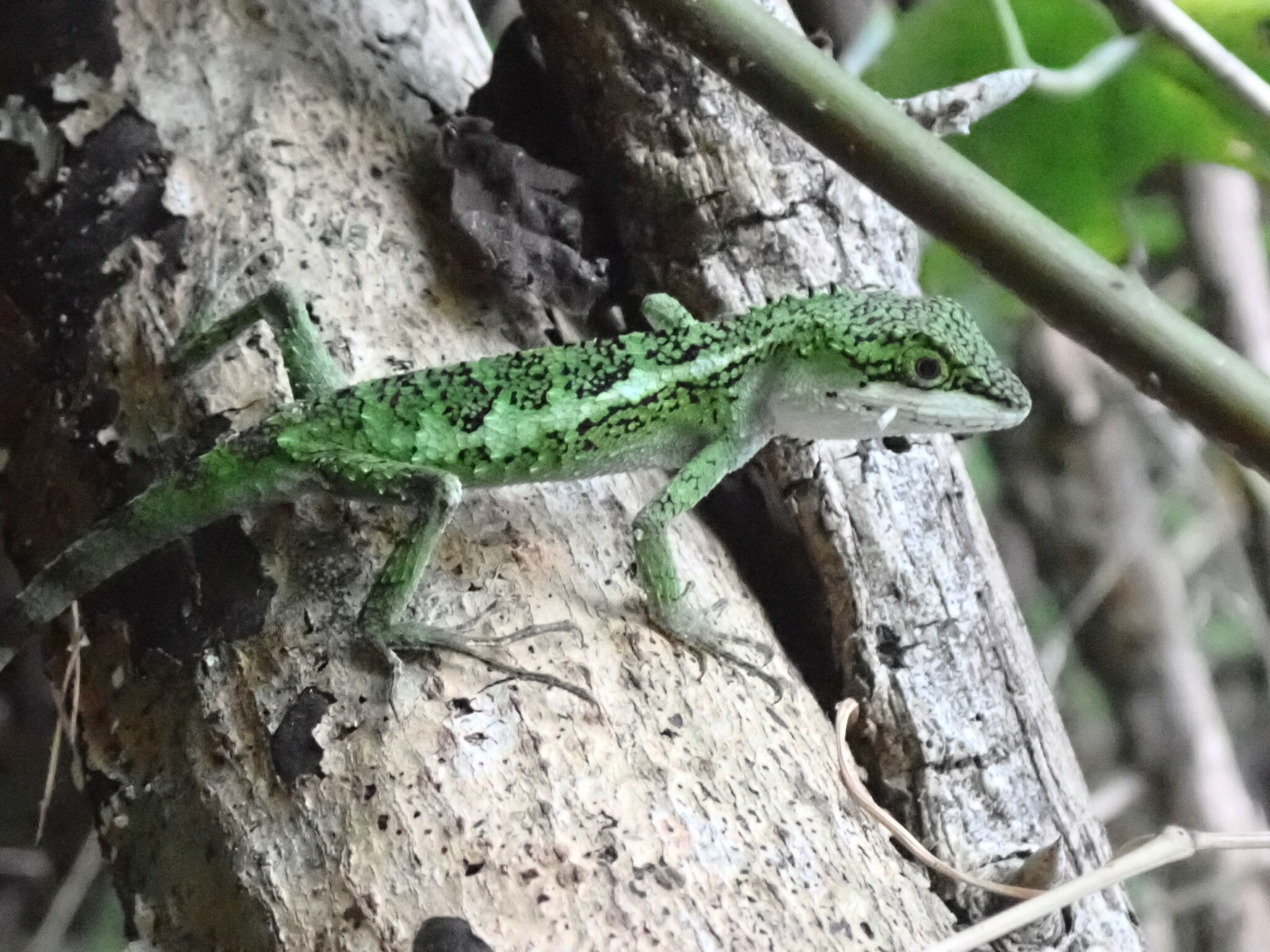 Diploderma brevipes (Gressitt, 1936)