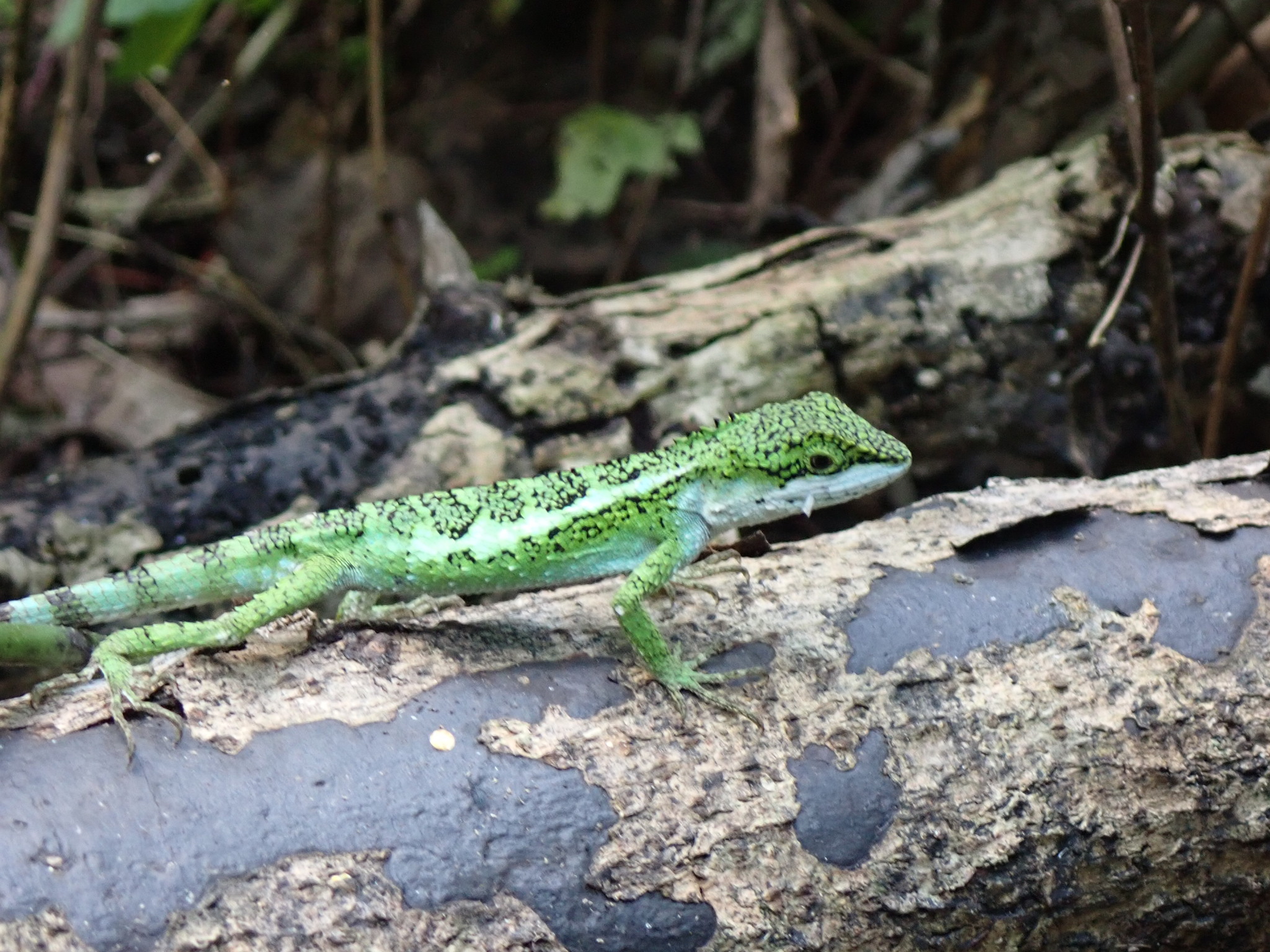 Diploderma brevipes (Gressitt, 1936)