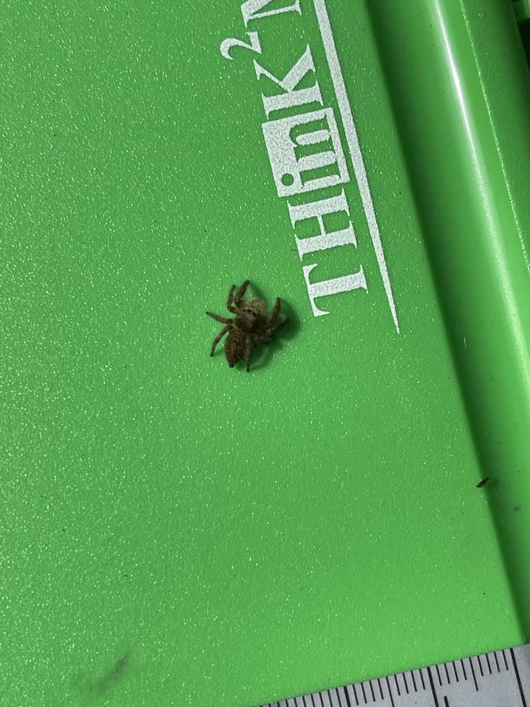 Grayish Jumping Spider from Frick Park, Pittsburgh, PA, US on October 4 ...