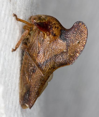 Helonica excelsa · iNaturalist
