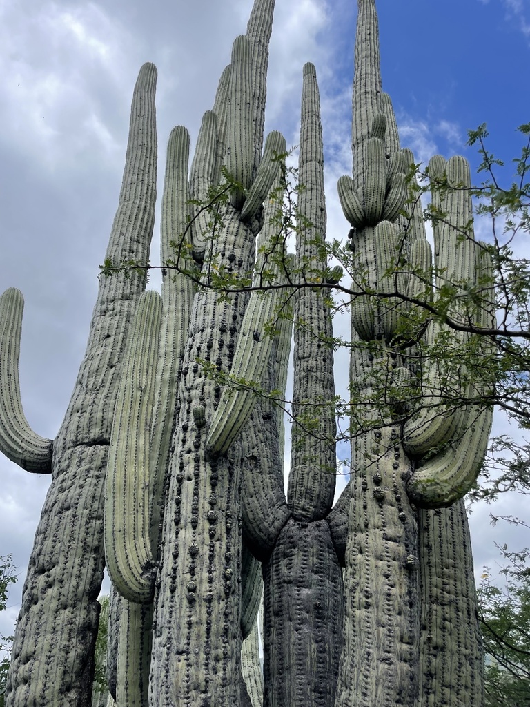 Cephalocereus tetetzo from Tehuacán-Cuicatlán Biosphere Reserve ...