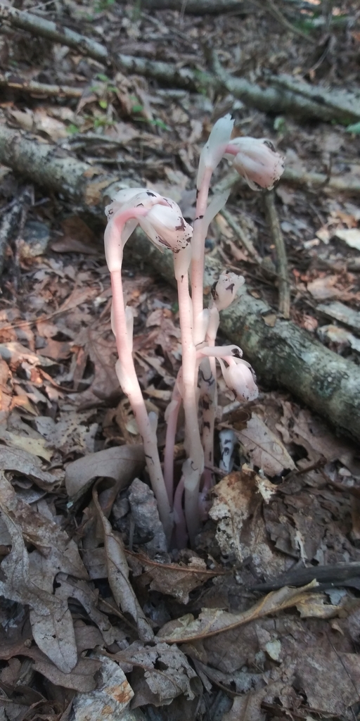 Ghost Pipe in September 2022 by jim · iNaturalist