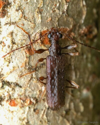 Family Phloeostichidae · iNaturalist