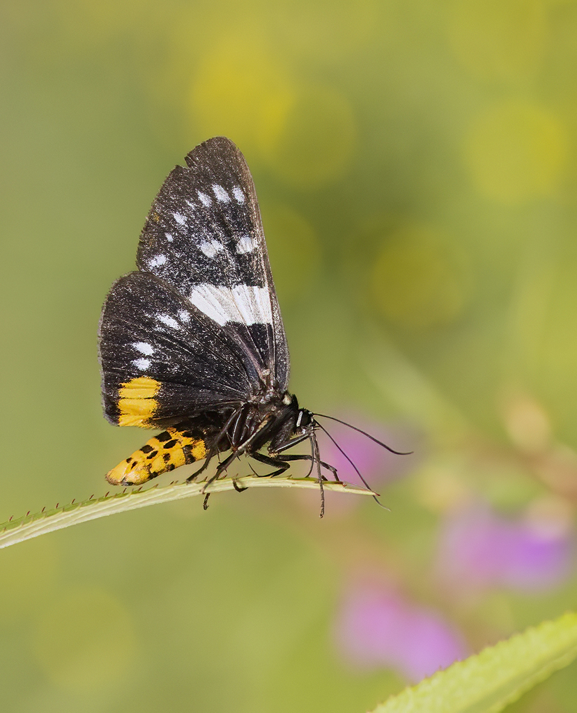 Blue-spotted Forester Moth from Lonavla, Maharashtra, India on ...
