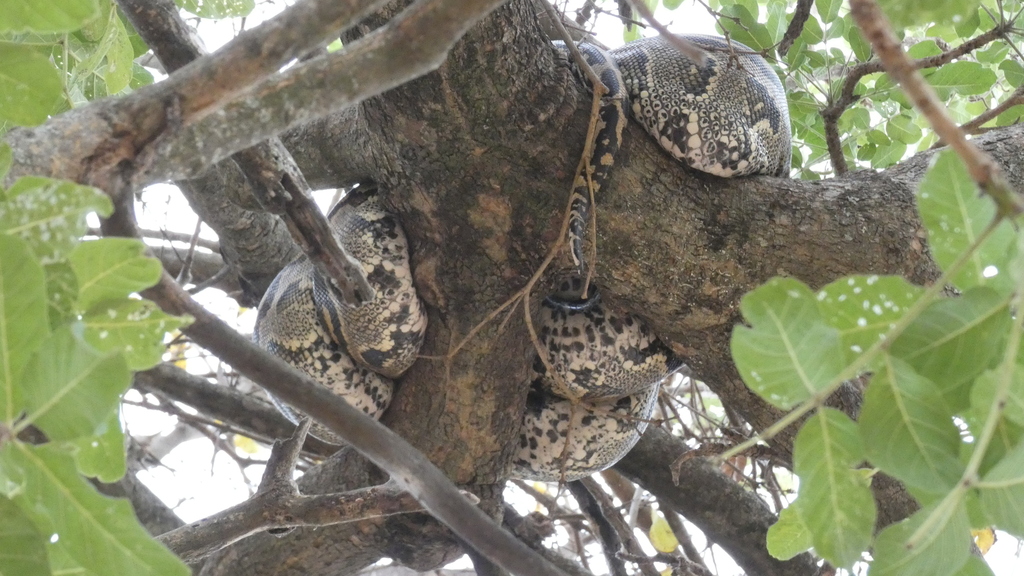 Southern African Python from XXVH+PGJ, Tanzania on September 2, 2022 at ...