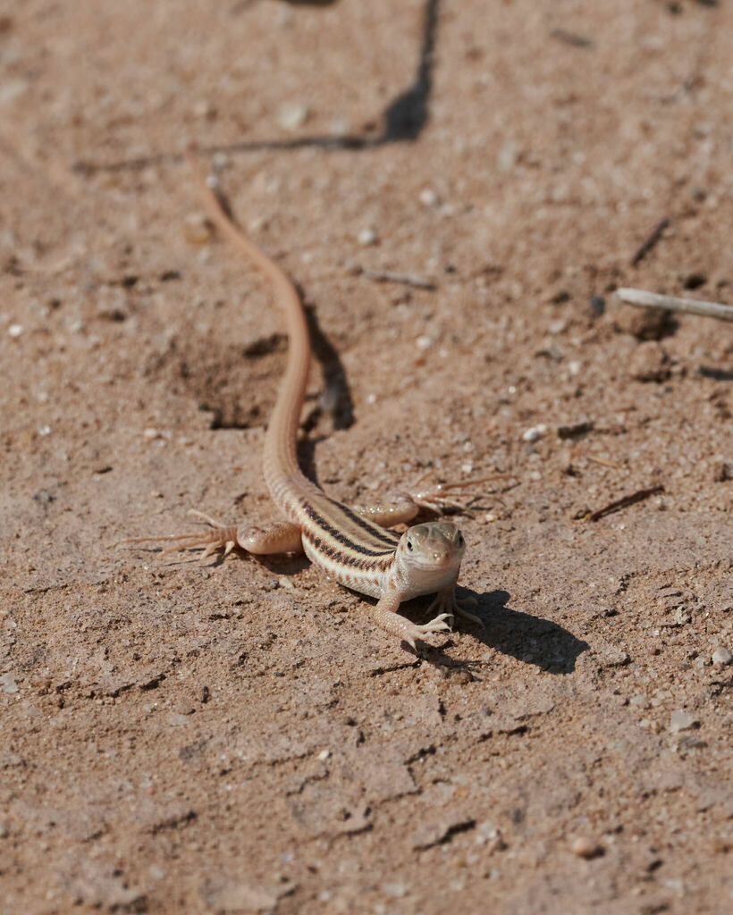 Namaqua Sand Lizard from ZF Mgcawu District Municipality, South Africa ...