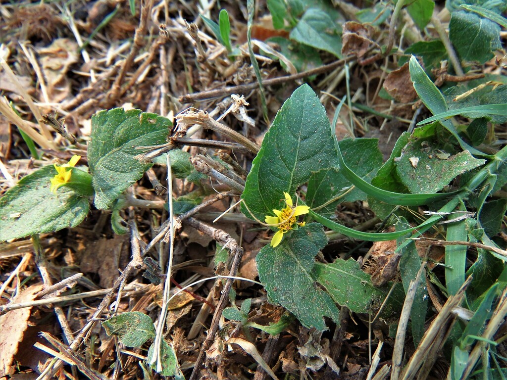 straggler daisy from Hunter Park, Granbury, Hood Co., TX, USA on ...