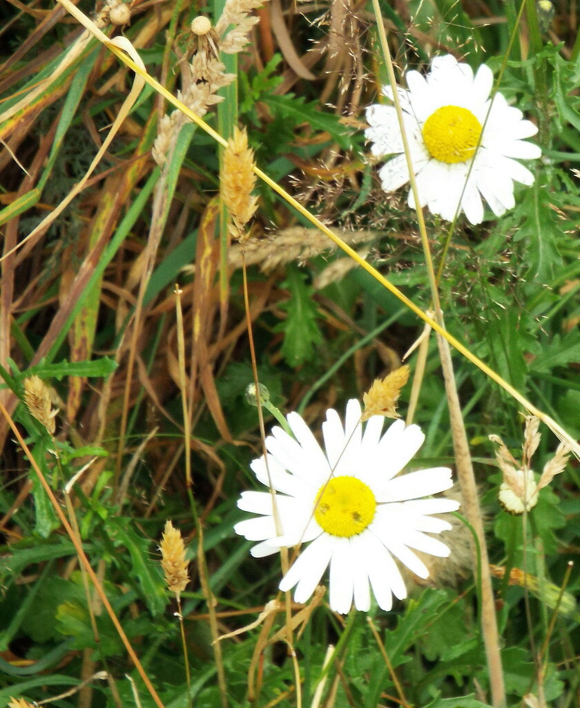 oxeye daisy from Sunshine Bay Track, Queenstown on February 09, 2016 at ...